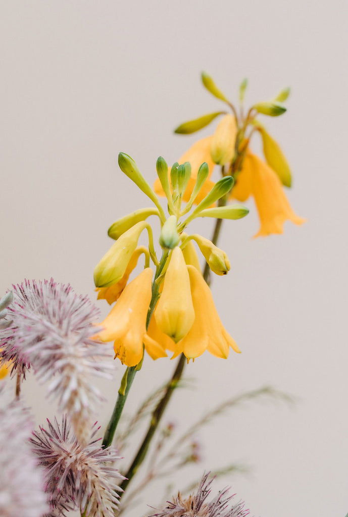 How to look for a sustainable florist –Floreat