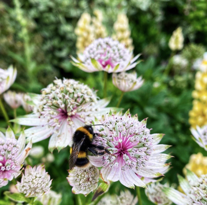 Inside Look at the Flower Market : March 2021 –Floreat