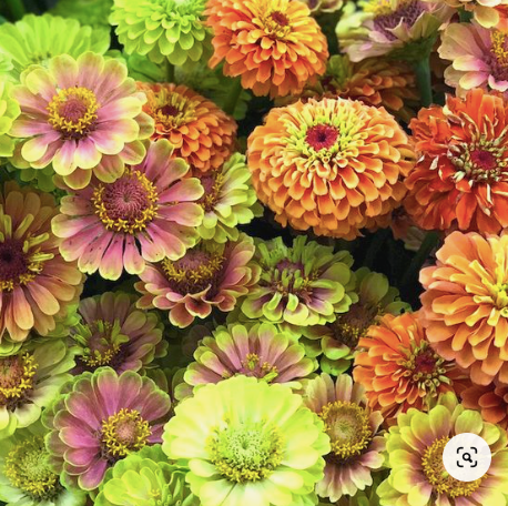 Inside Look at the Flower Market : April 2021 –Floreat