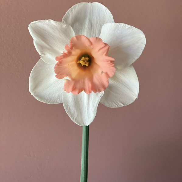 The rise of the regional flower grower –Floreat