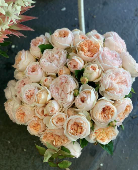 Inside Look at the Flower Market - November 2021 –Floreat