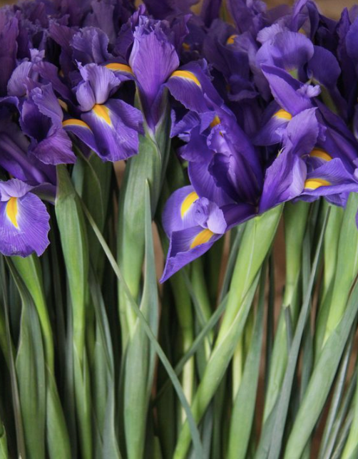 Inside Look at the Flower Market : March 2023 –Floreat