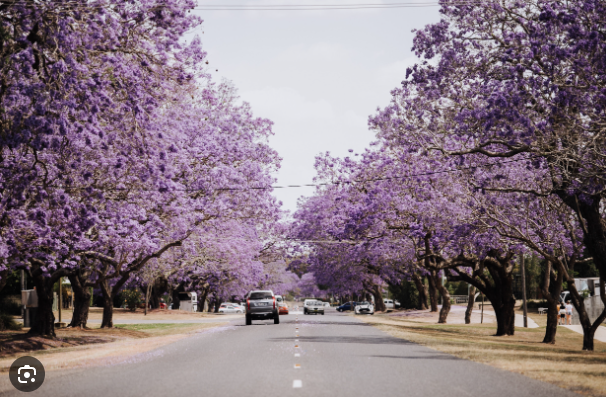 Australian Spring Festivals For Your Next Road Trip –Floreat