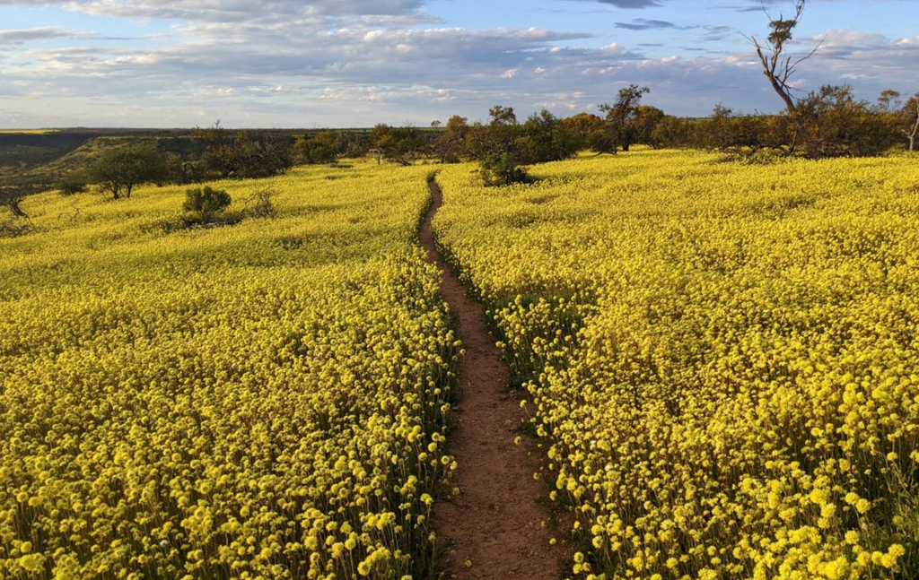 Wildflower walks around Australia –Floreat