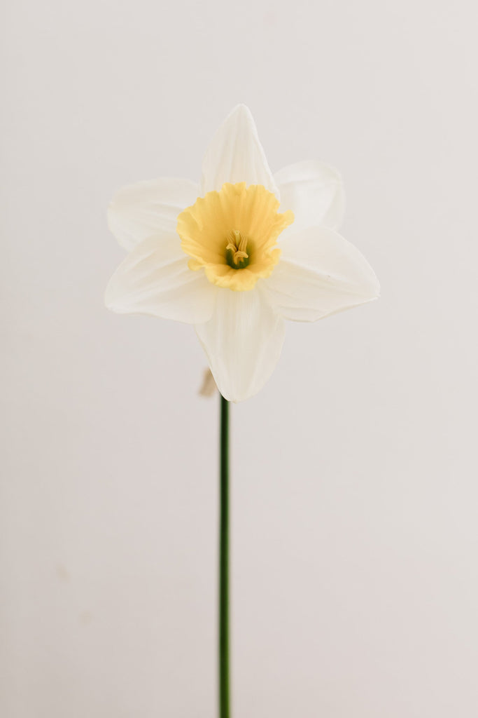Monthly flower market update : September 2024 –Floreat