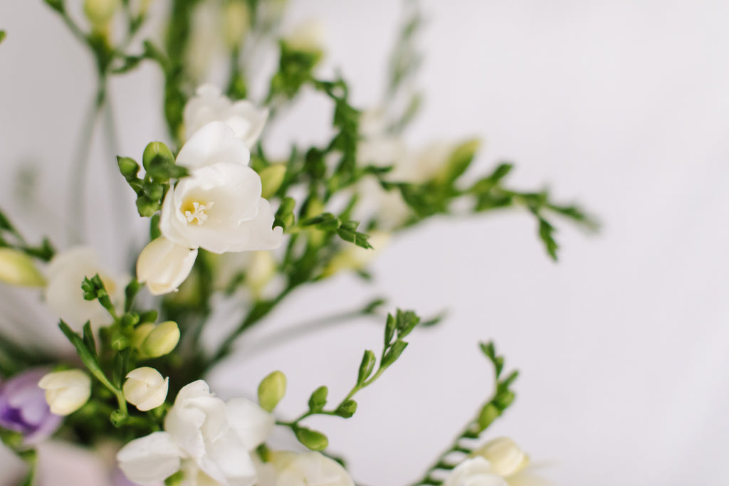 Seasonal Market Flower Guide : April 2022 –Floreat